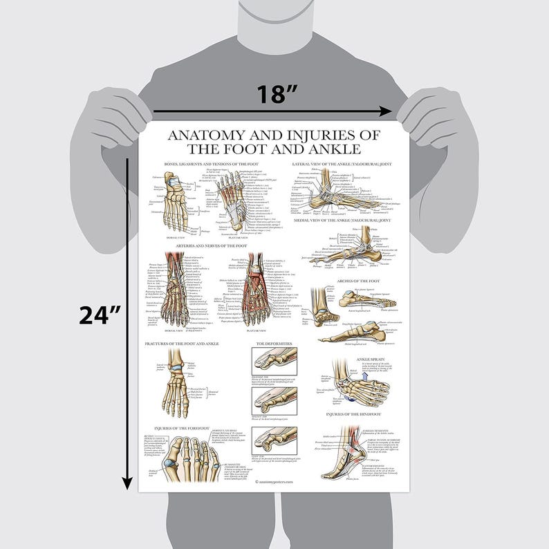 Laminated Anatomy and Injuries of the Foot and Ankle Poster ...