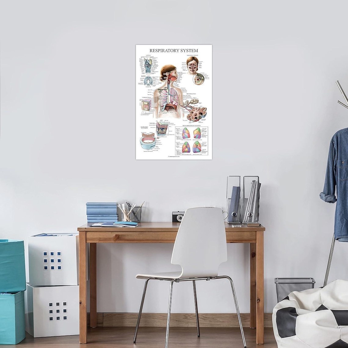 Laminated Respiratory System Anatomical Chart - Lung Anatomy Poster ...