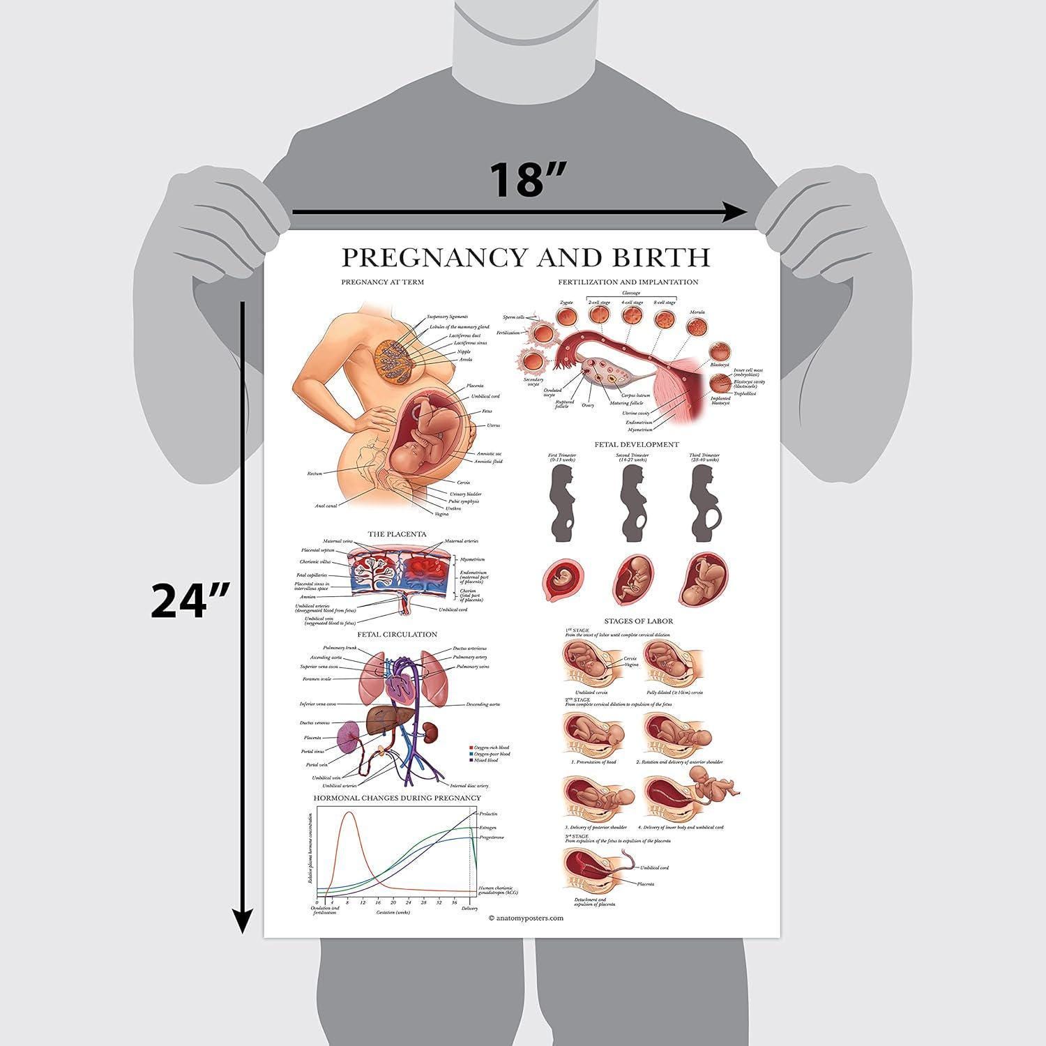 Pregnancy and Birth Anatomy Poster - Anatomical Chart of Pregnant ...