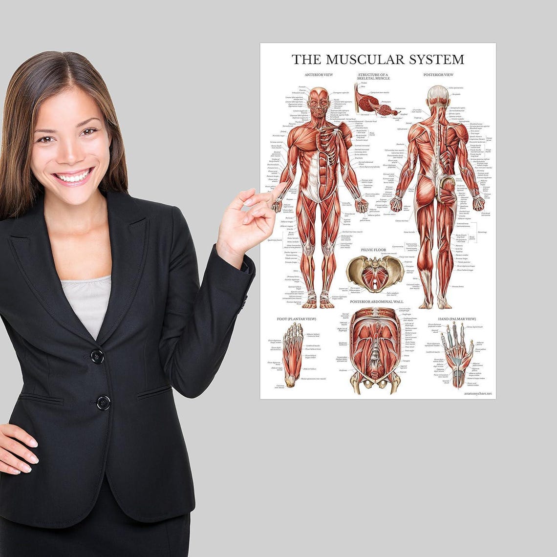 4-pack Anatomical Poster Set - Muscular, Skeletal, Dermatomes ...