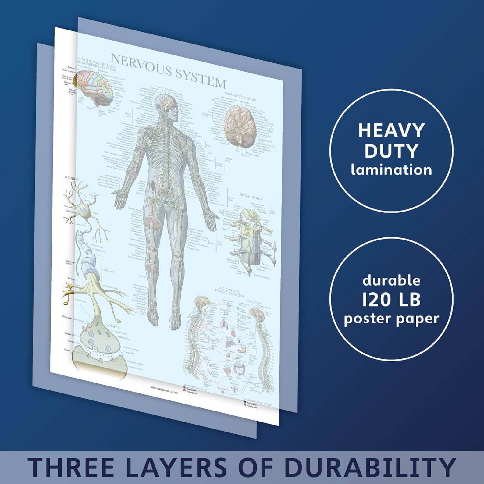 Nervous System Anatomy Poster - LAMINATED - Autonomic Nervous System ...