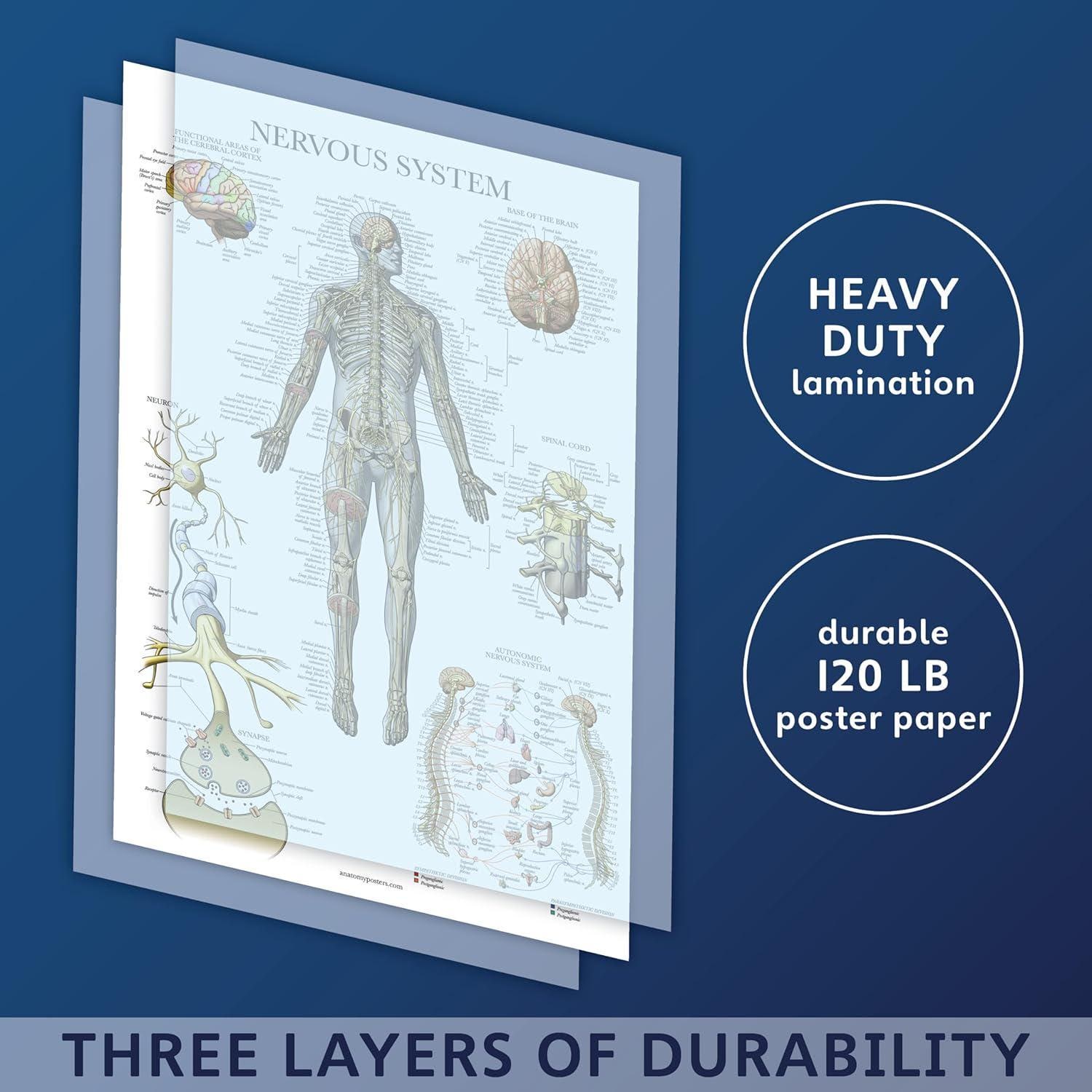 Nervous System Anatomy Poster - LAMINATED - Autonomic Nervous System ...