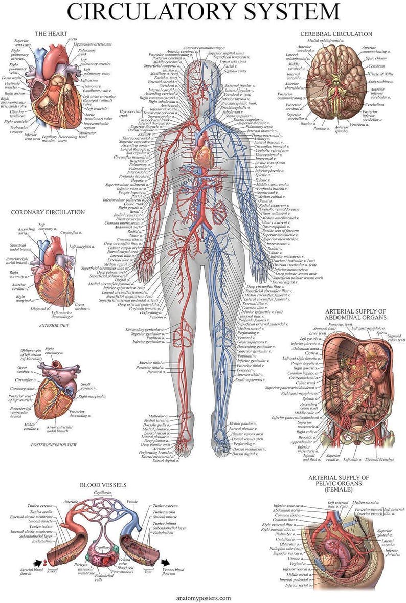 10-pack Anatomical Poster Set - Laminated - Muscular, Skeletal ...