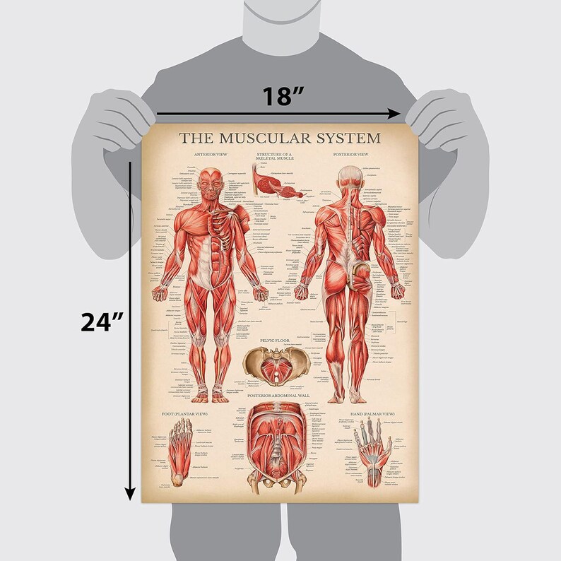 Palace Learning Vintage Muscular System Anatomical Chart Human Muscle ...