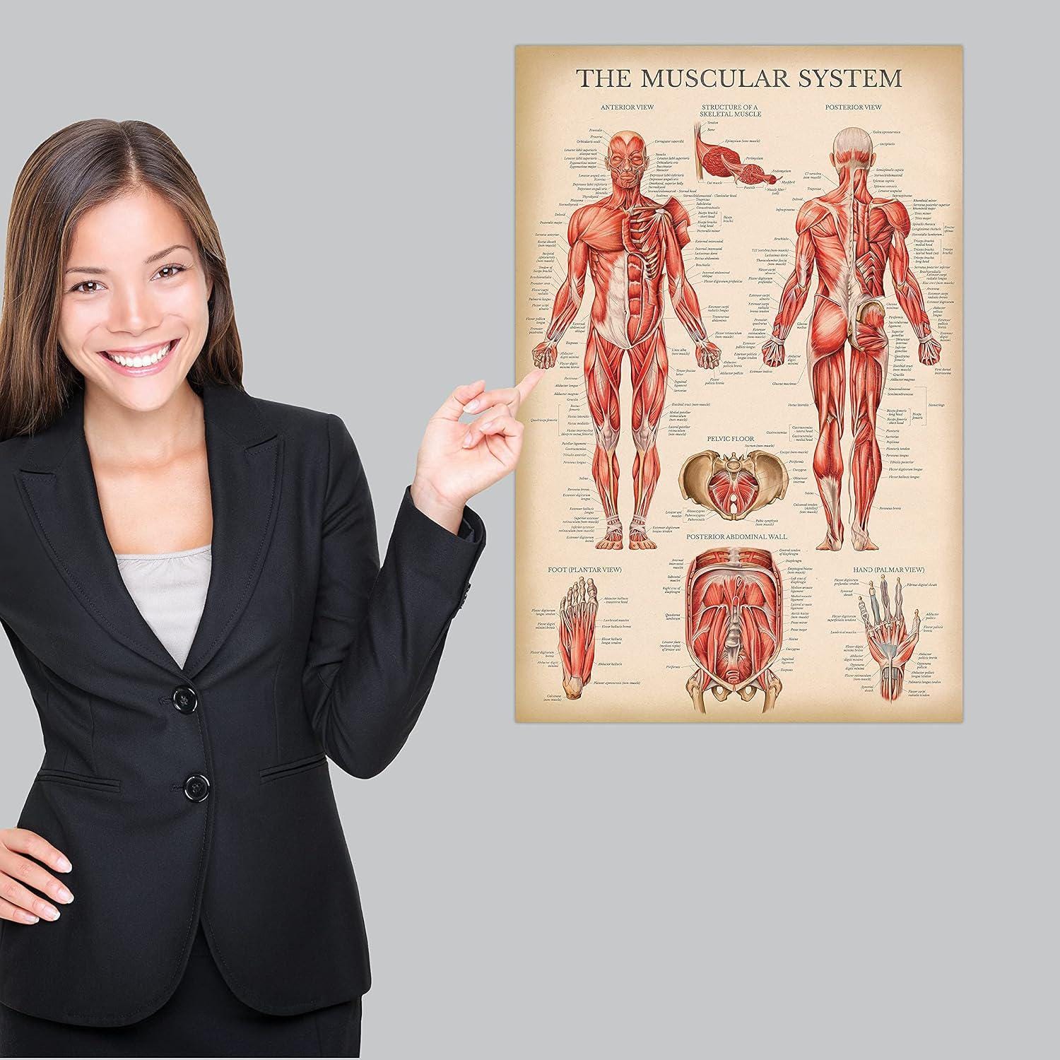 Palace Learning Vintage Muscular System Anatomical Chart - Human Muscle ...