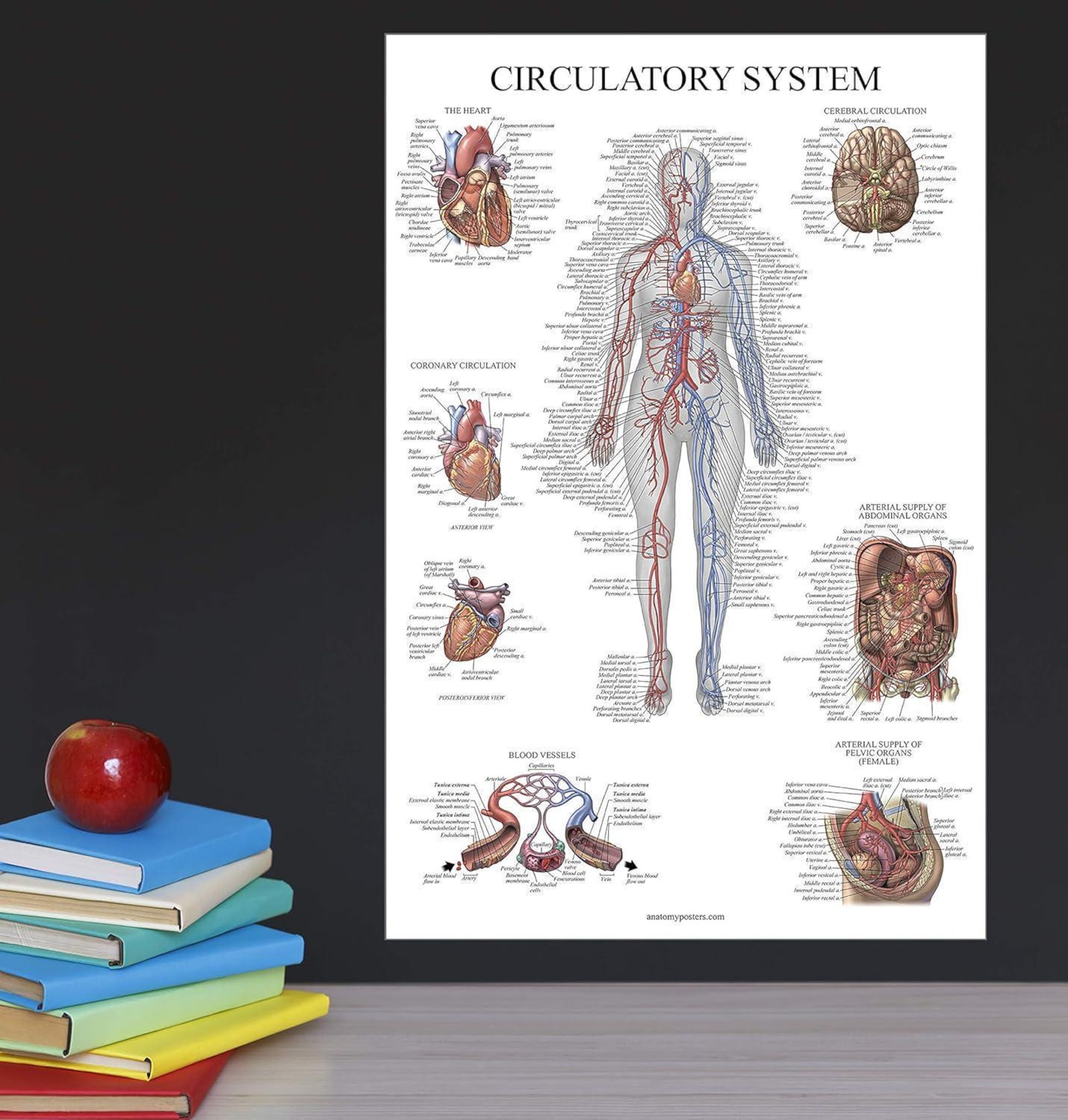 Circulatory System Anatomical Chart - Vascular Anatomy Poster - (18" X ...