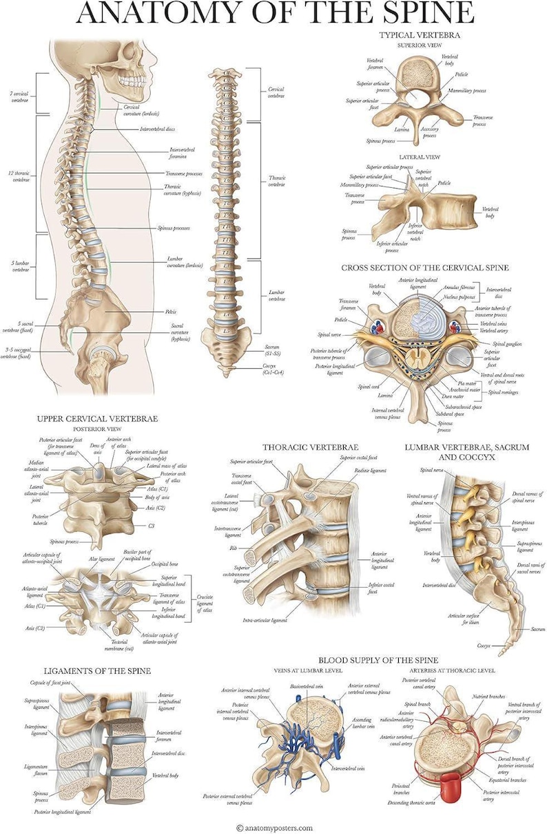 4-pack Anatomical Poster Set - Muscular, Skeletal, Ligaments of the ...