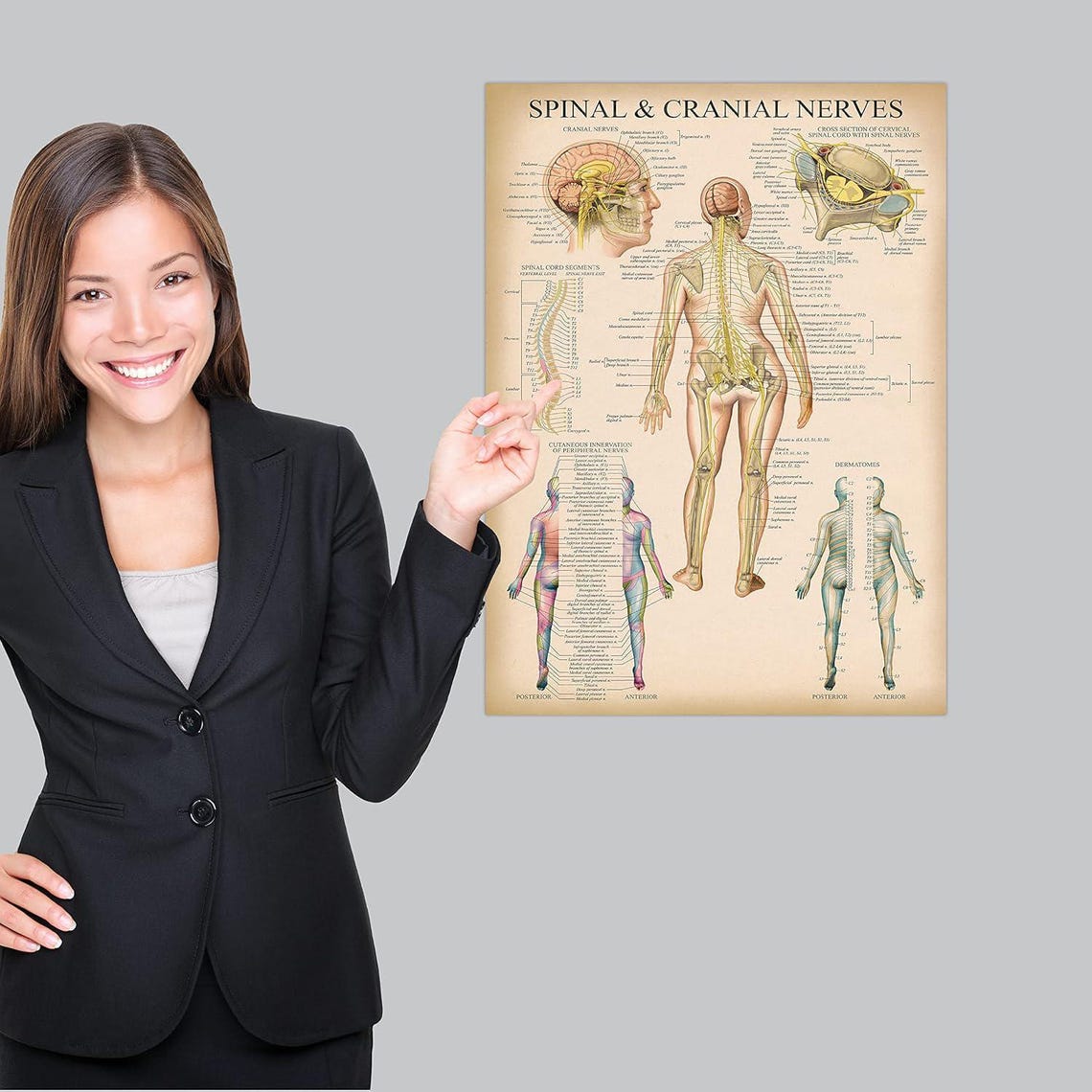 Vintage Spinal Nerves Anatomical Chart - Spine and Cranial Nervous ...