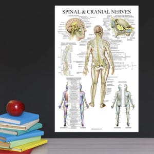 Spinal Nerves Anatomical Chart - Spine and Cranial Nervous System ...
