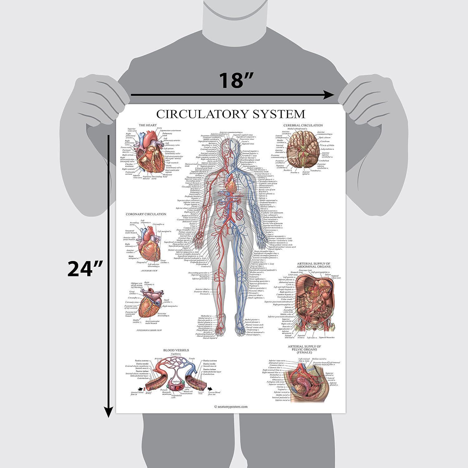 Circulatory System Anatomical Chart - Vascular Anatomy Poster - (18" X ...