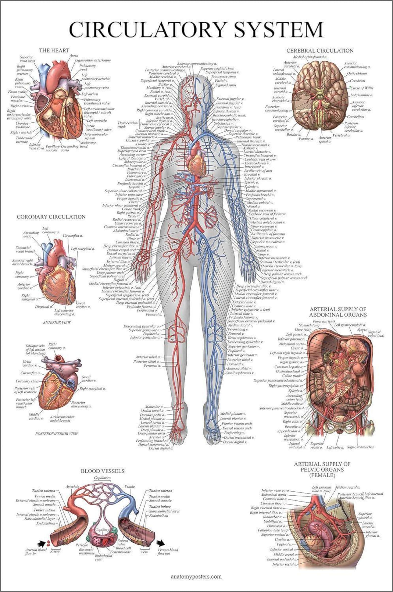 Circulatory System Anatomical Chart - Vascular Anatomy Poster - (18" X ...