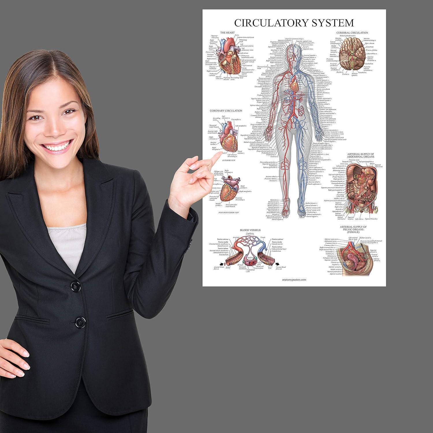 Circulatory System Anatomical Chart - Vascular Anatomy Poster - (18" X ...