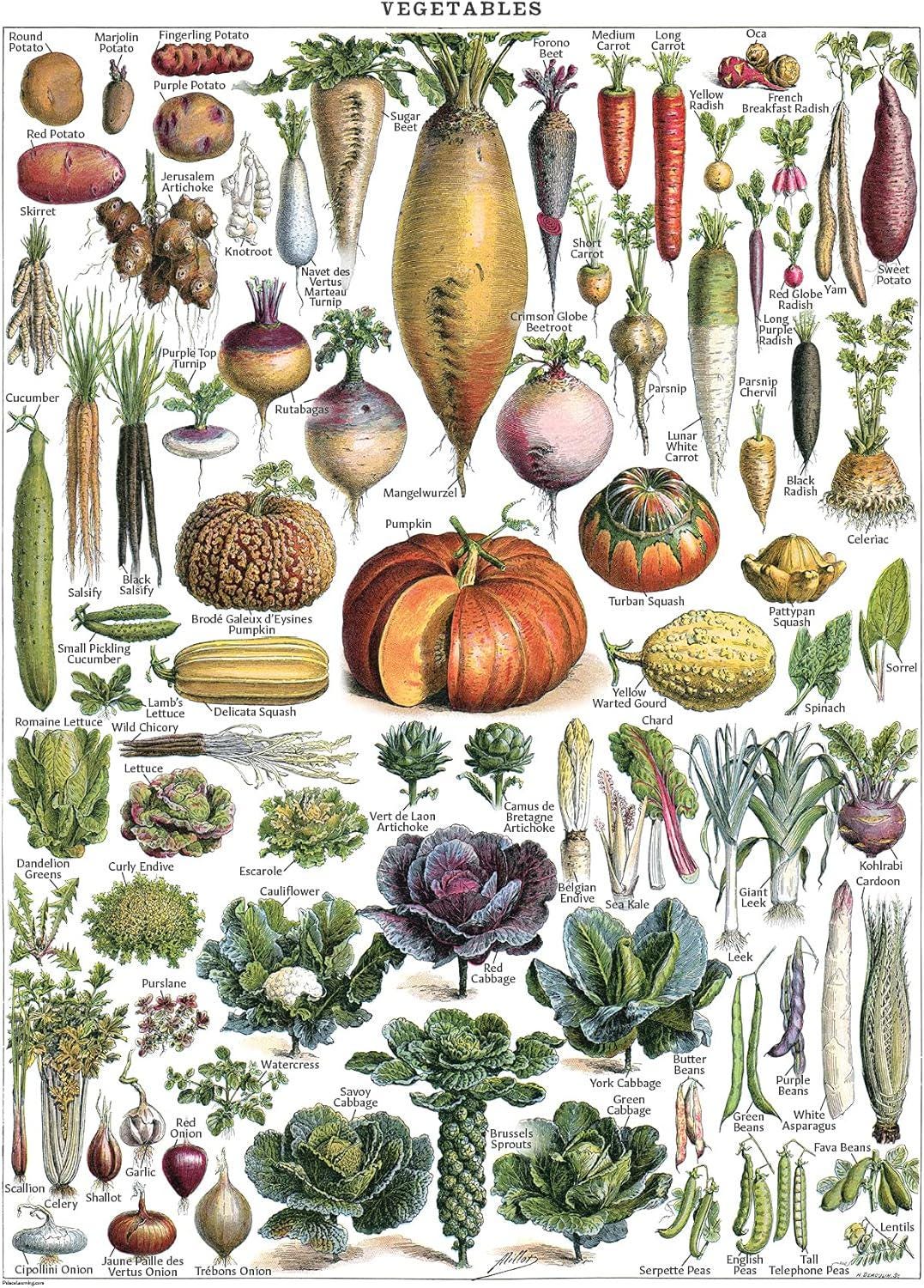 Vintage Fruits & Vegetables Poster Set - Botanical ID Chart for Kitchen ...