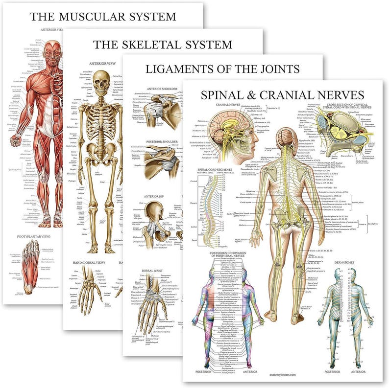 4-pack Anatomical Poster Set - Muscular, Skeletal, Ligaments of the ...