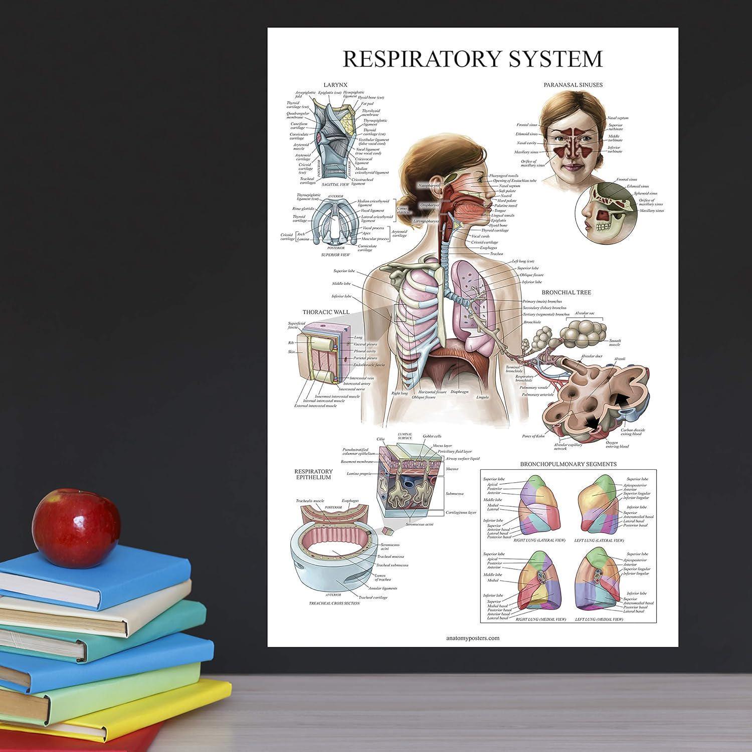 10-pack Anatomical Poster Set - Laminated - Muscular, Skeletal ...