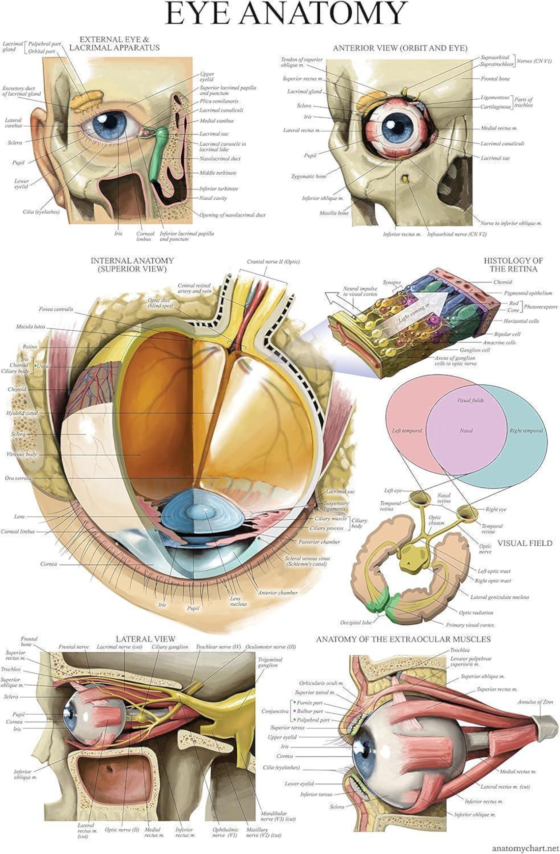 LAMINATED Eye Anatomical Poster - Human Eye Anatomy Chart - 18" X 24 ...