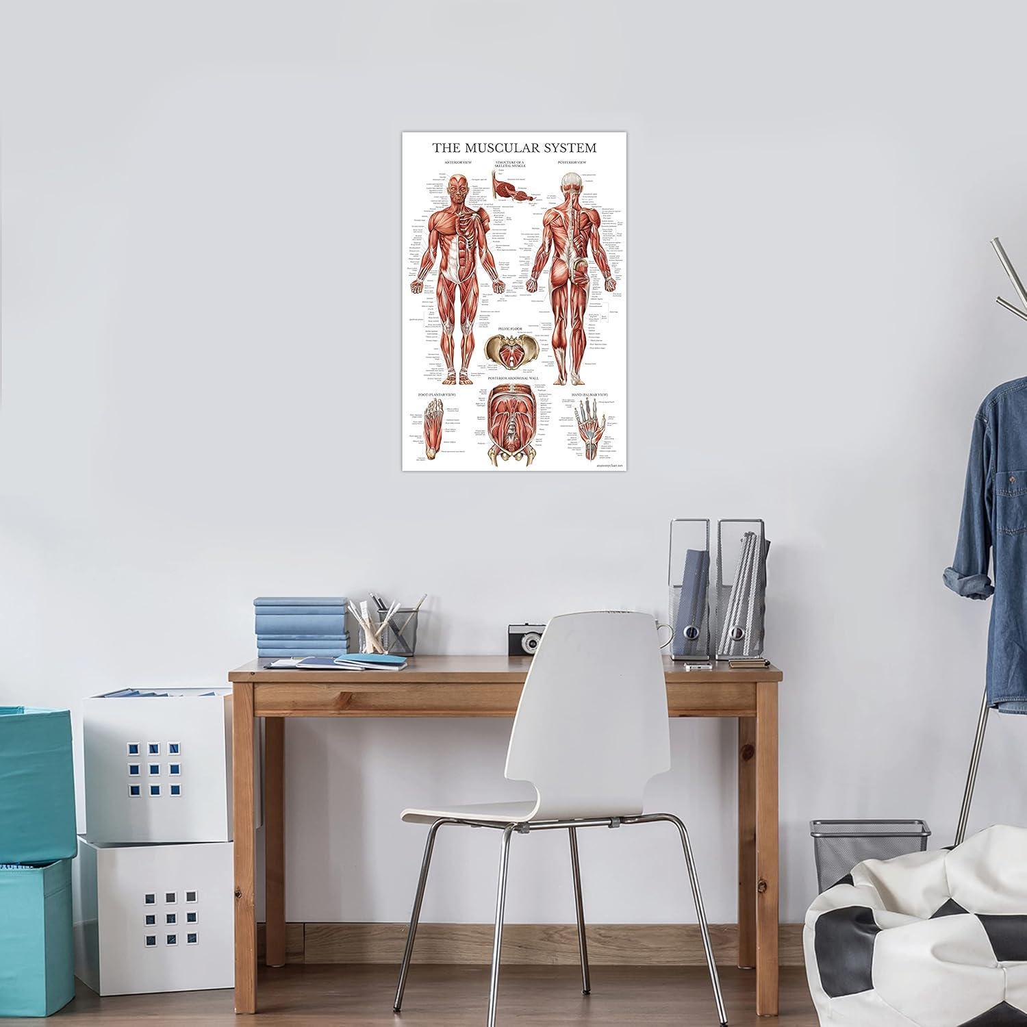 2 Pack: Muscular System + Anatomy of the Spine Posters - Set of 2 ...