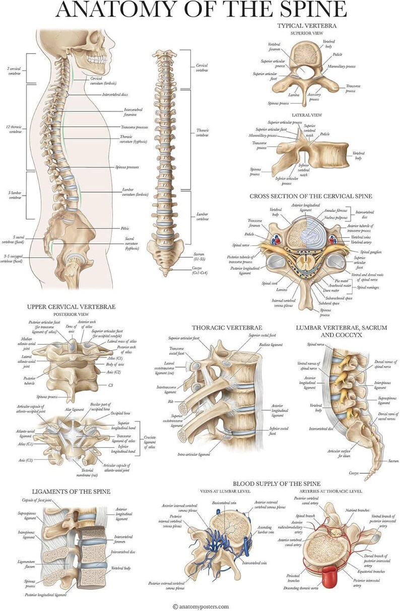 2 Pack: Anatomy of the Spine + Disorders of the Spine Poster Set - Set ...