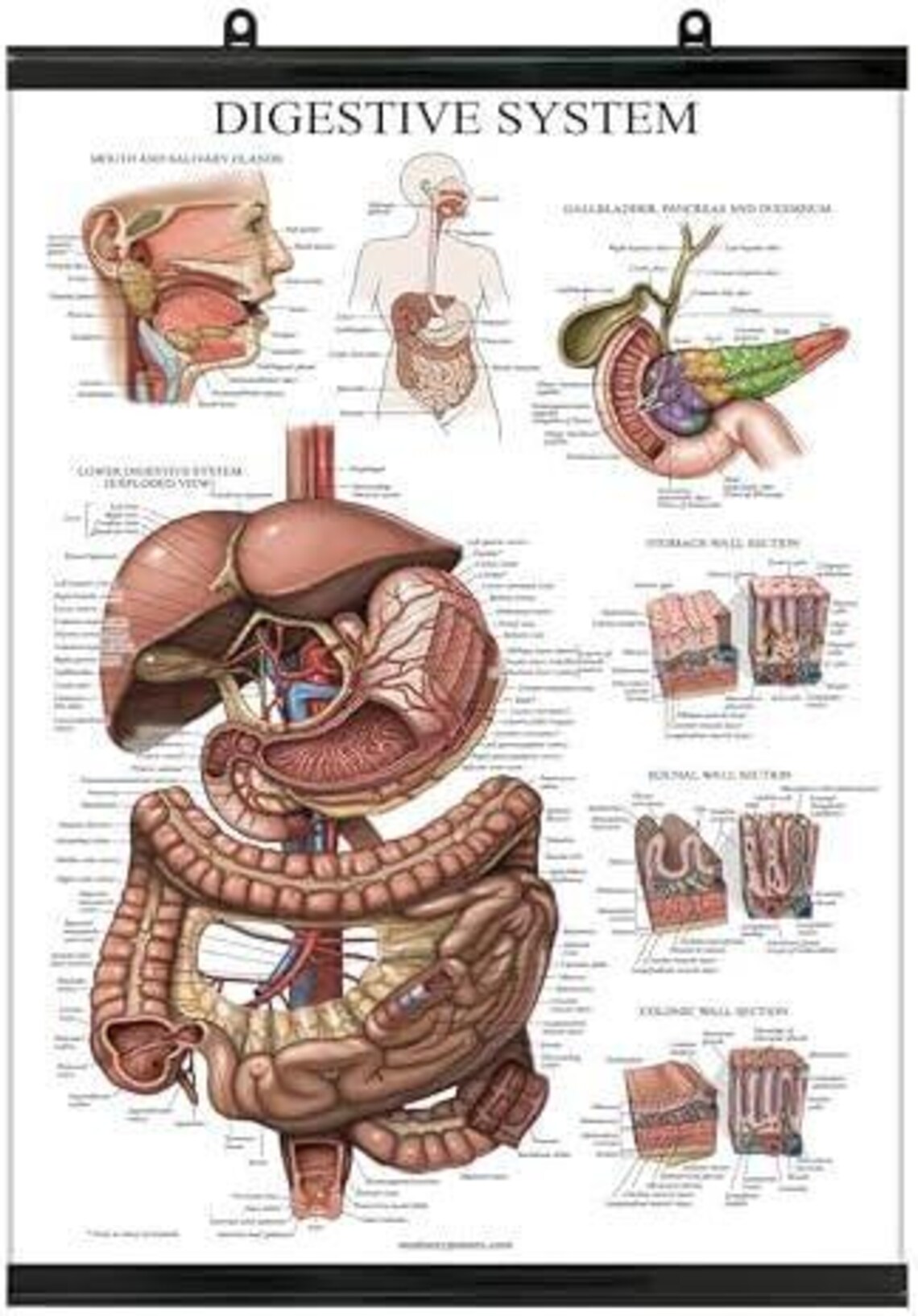 Palace Learning Laminated With Plastic Frame Digestive System ...