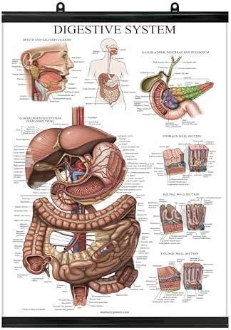 Palace Learning Laminated With Plastic Frame Digestive System ...