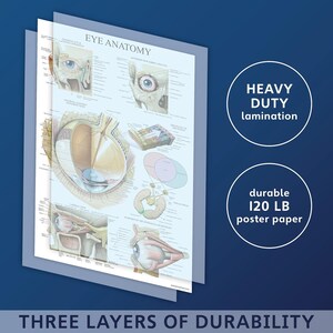 LAMINATED Eye Anatomical Poster - Human Eye Anatomy Chart - 18" X 24 ...