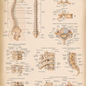 Vintage Anatomy of the Spine Poster - Laminated Spinal Anatomical Chart ...