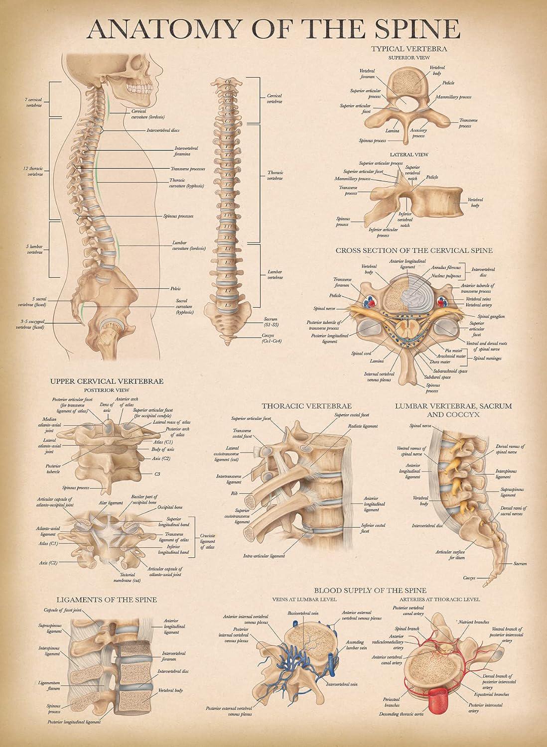 Vintage Anatomy of the Spine Poster - Laminated Spinal Anatomical Chart ...