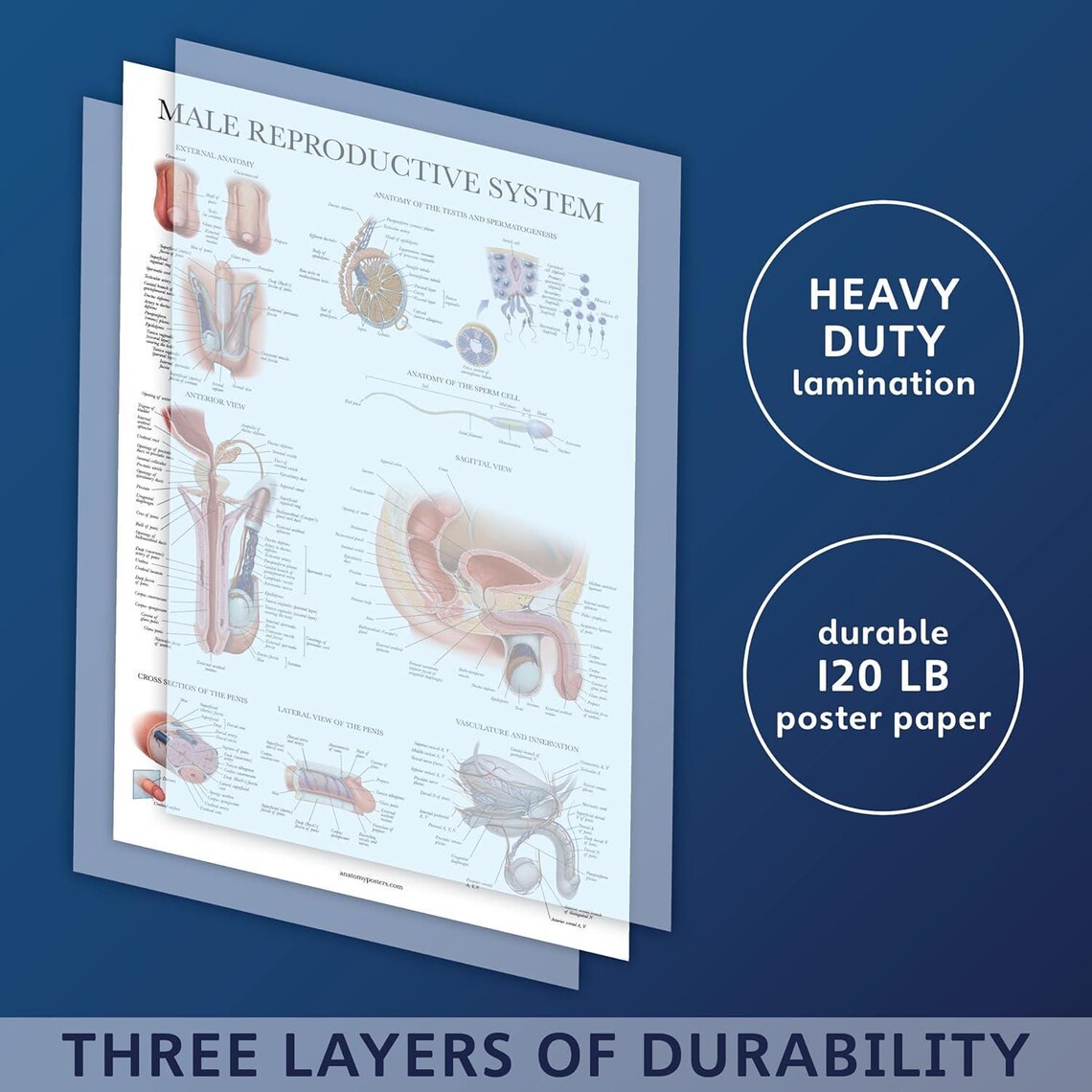 Laminated Male Reproductive System Anatomical Chart - Male Anatomy ...