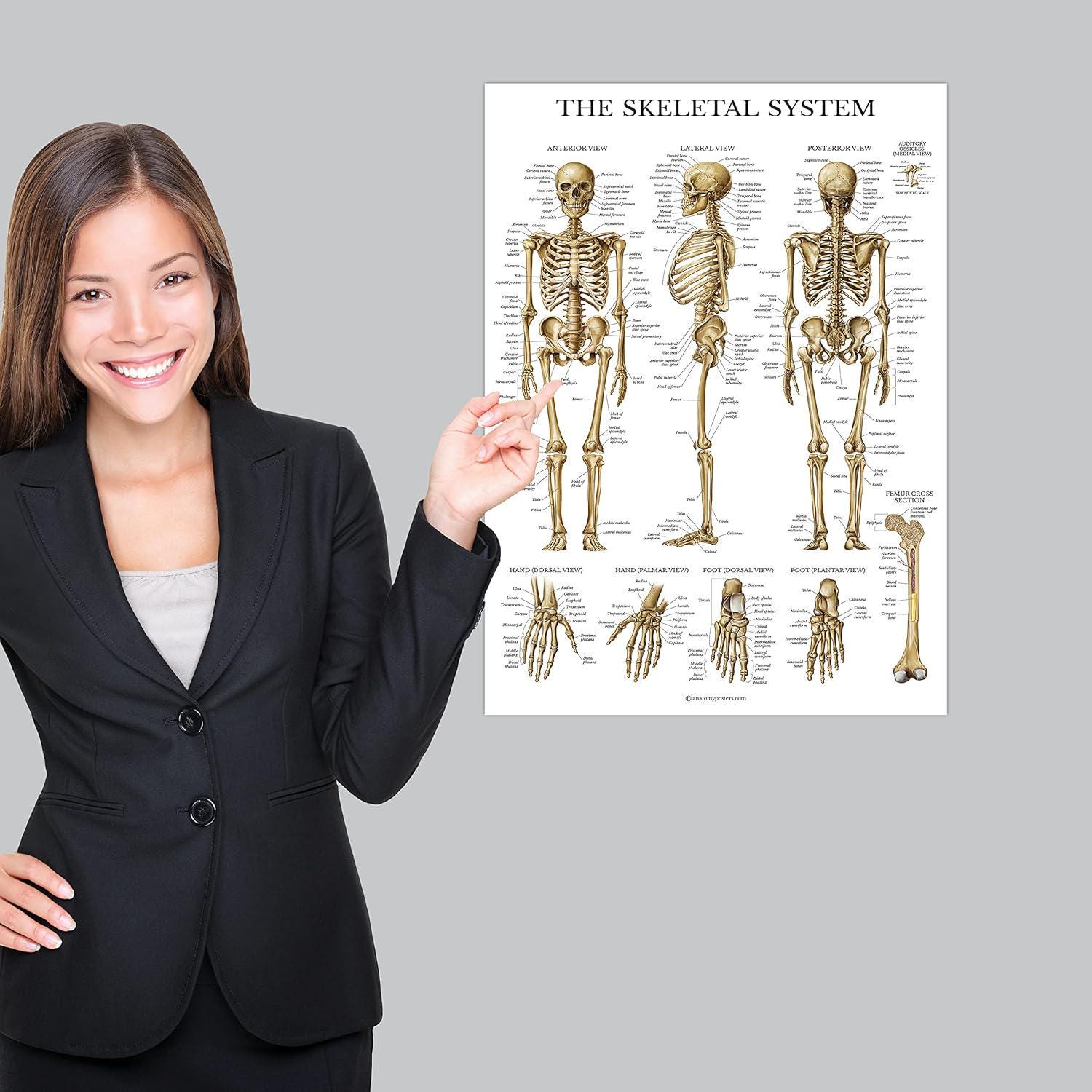 4-pack Anatomical Poster Set - Muscular, Skeletal, Spine Anatomy ...