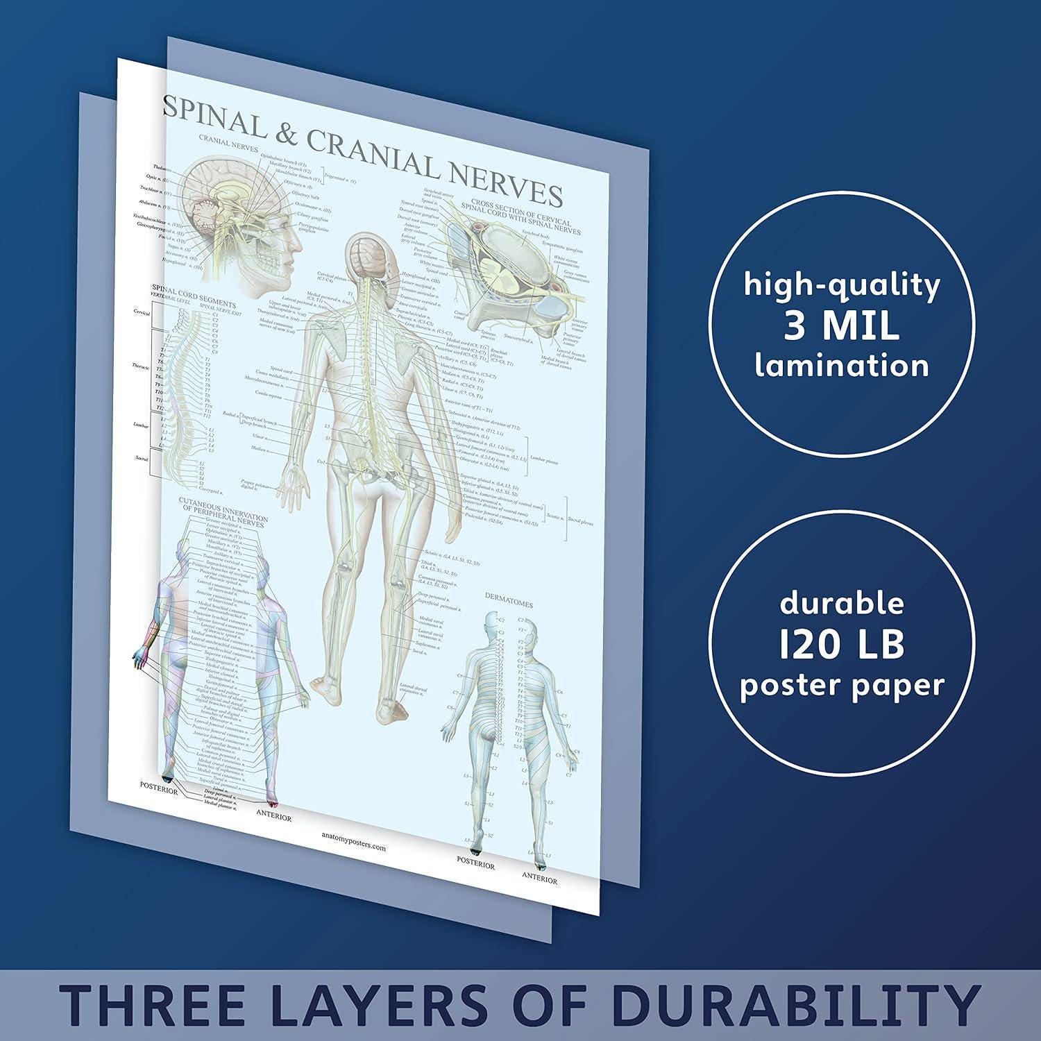 Spinal Nerves Anatomical Chart - Spine and Cranial Nervous System ...