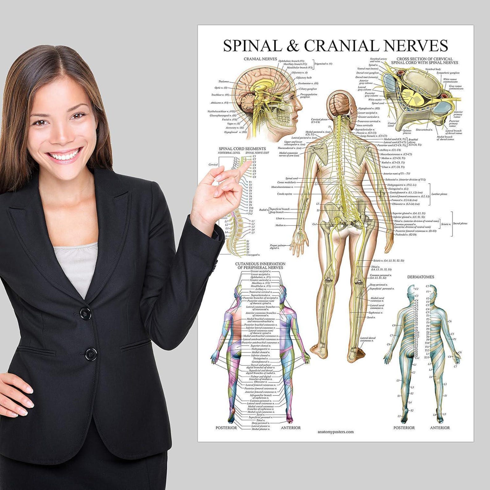 Spinal Nerves Anatomical Chart - Spine and Cranial Nervous System ...