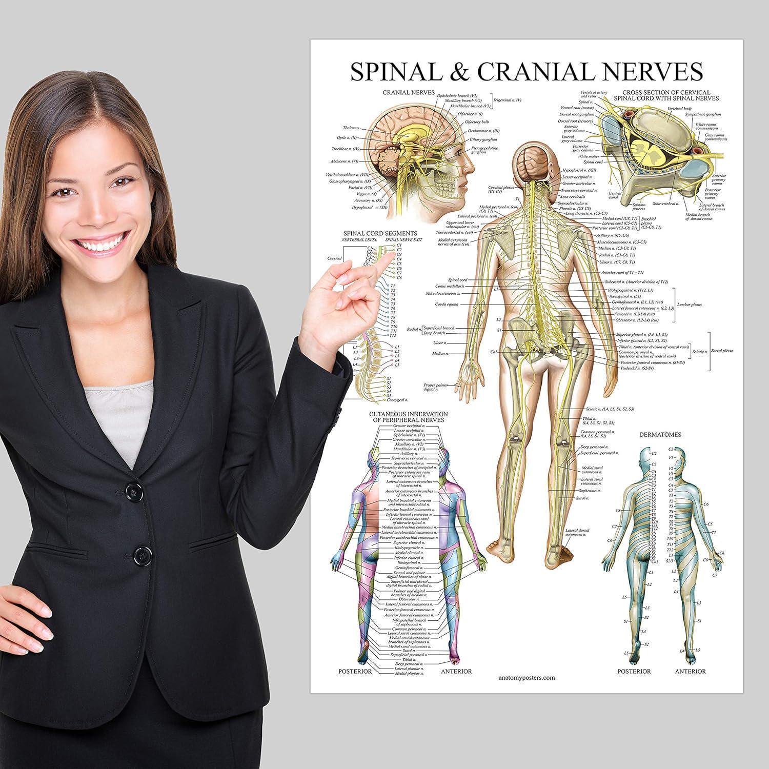 Spinal Nerves Anatomical Chart - Spine and Cranial Nervous System ...
