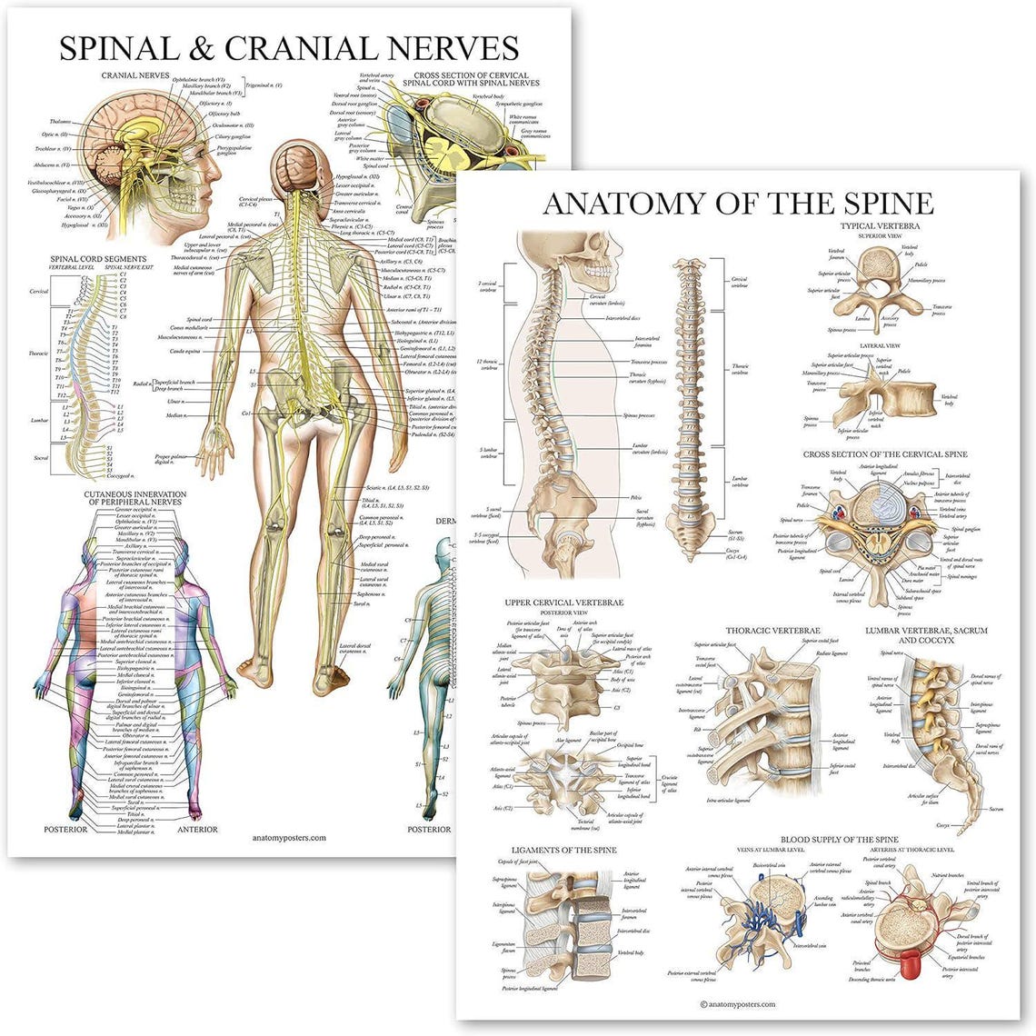 2 Pack: Spinal and Cranial Nerves Anatomy of the Spine Poster Set Set ...
