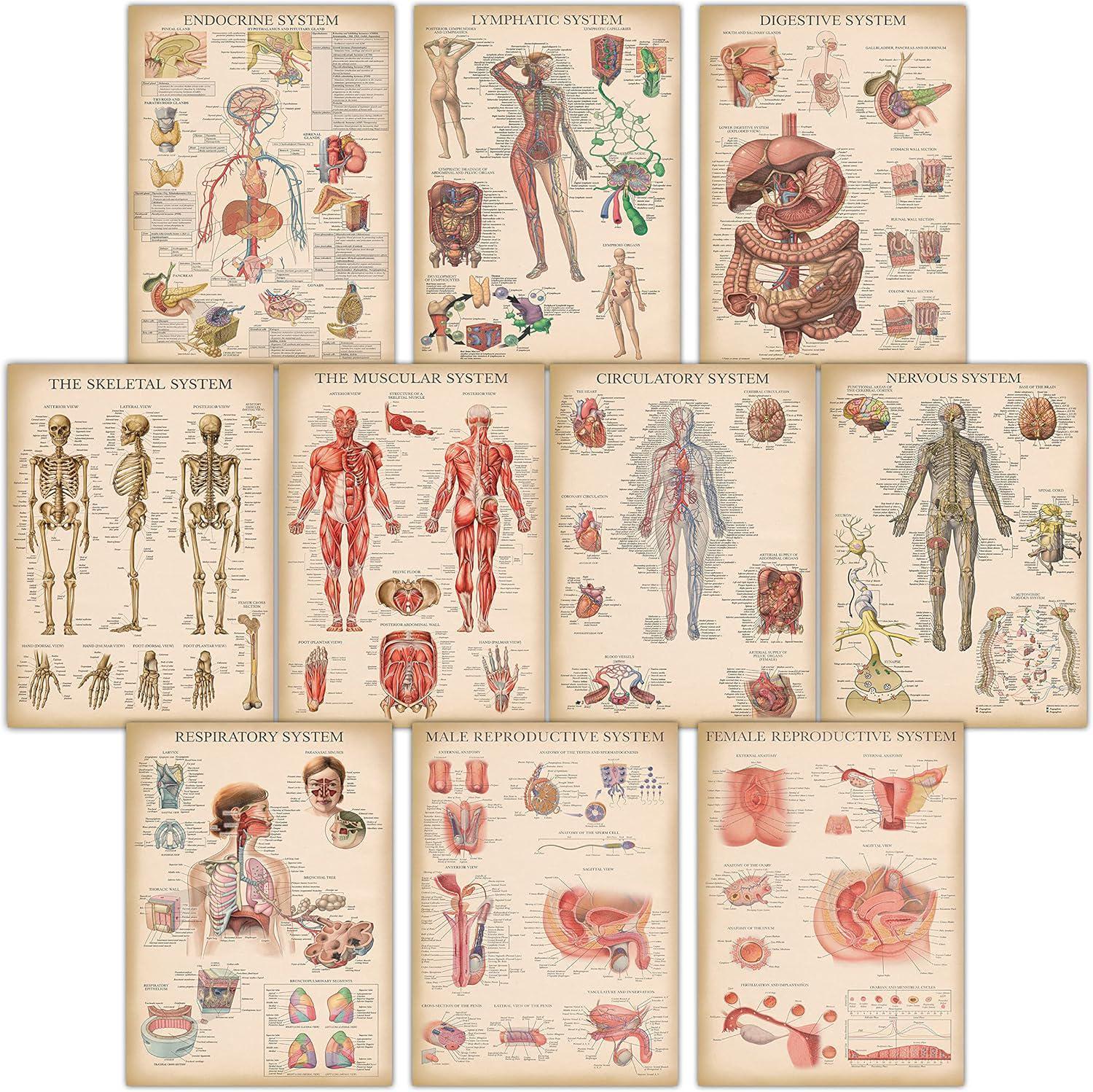 10-pack Vintage Anatomical Poster Set - Muscular, Skeletal, Digestive ...