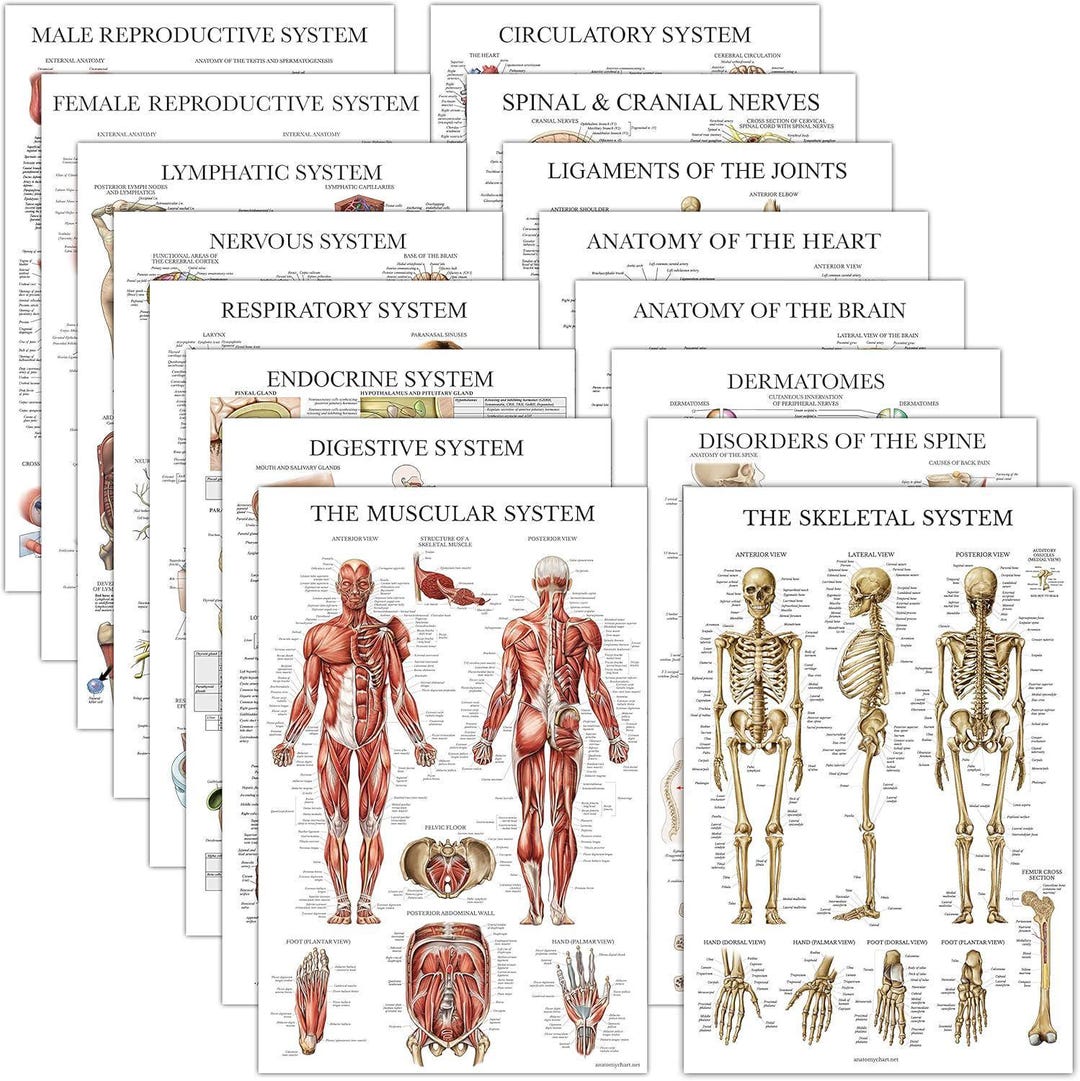 16 Pack - Anatomical Posters (laminated): Muscular, Skeletal, Digestive ...