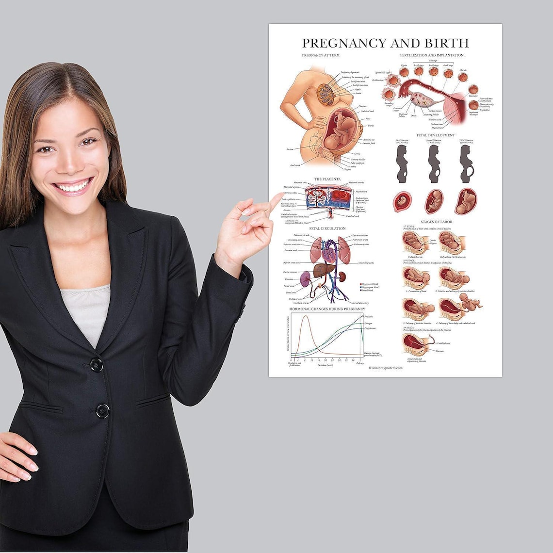 Pregnancy and Birth Anatomy Poster - Anatomical Chart of Pregnant ...