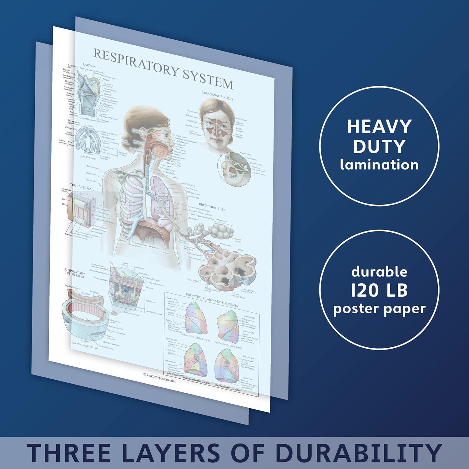 Laminated Respiratory System Anatomical Chart - Lung Anatomy Poster ...