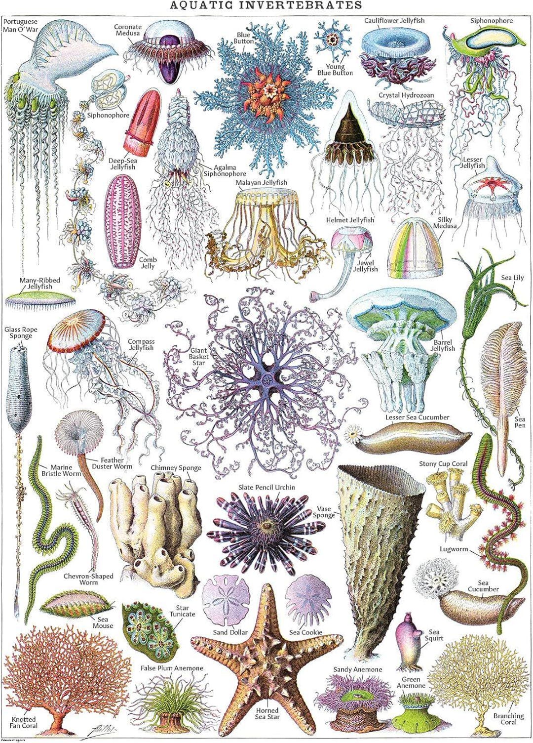 Vintage Jellyfish & Aquatic Invertebrates Poster Print - Marine Life ...