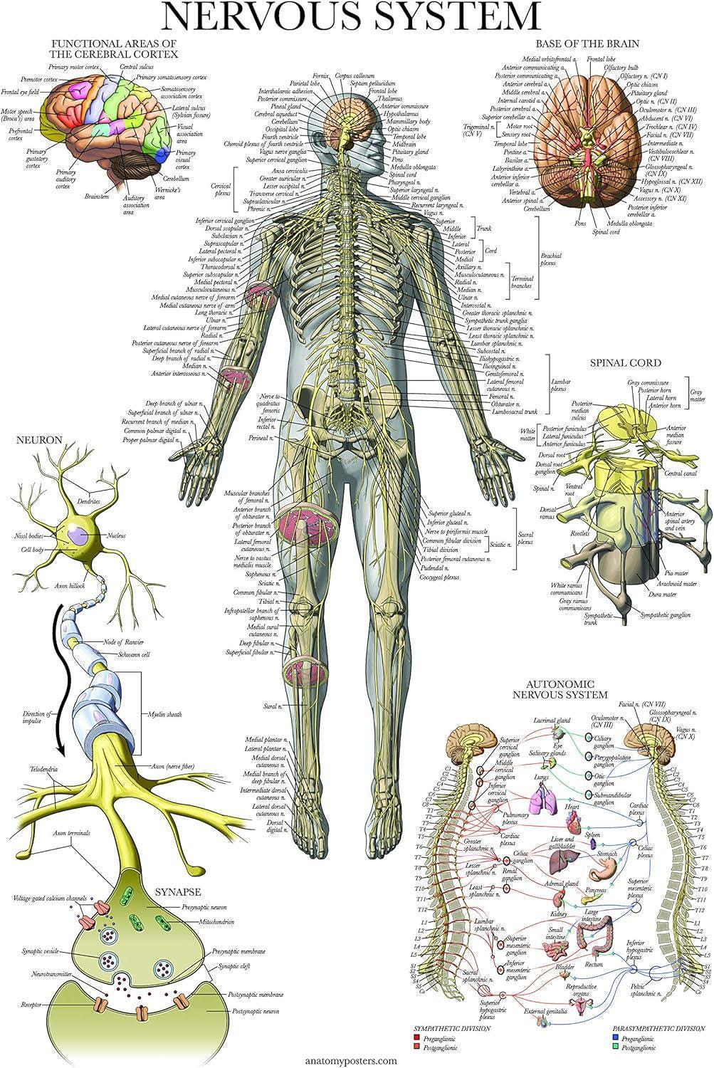 Nervous System Anatomy Poster - LAMINATED - Autonomic Nervous System ...