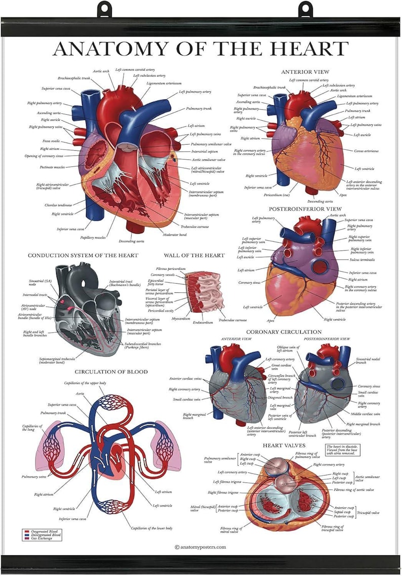 Palace Learning Heart Anatomy Poster - Laminated With Plastic Frame ...