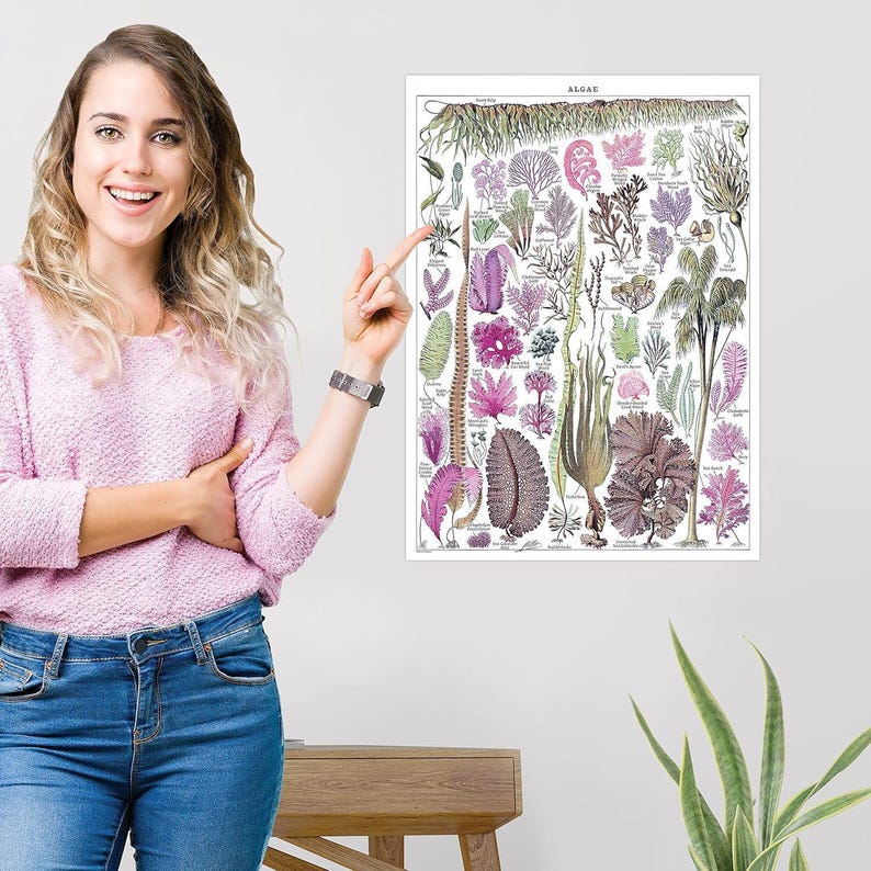 Vintage Jellyfish & Algae Poster Prints - Marine Life Identification ...