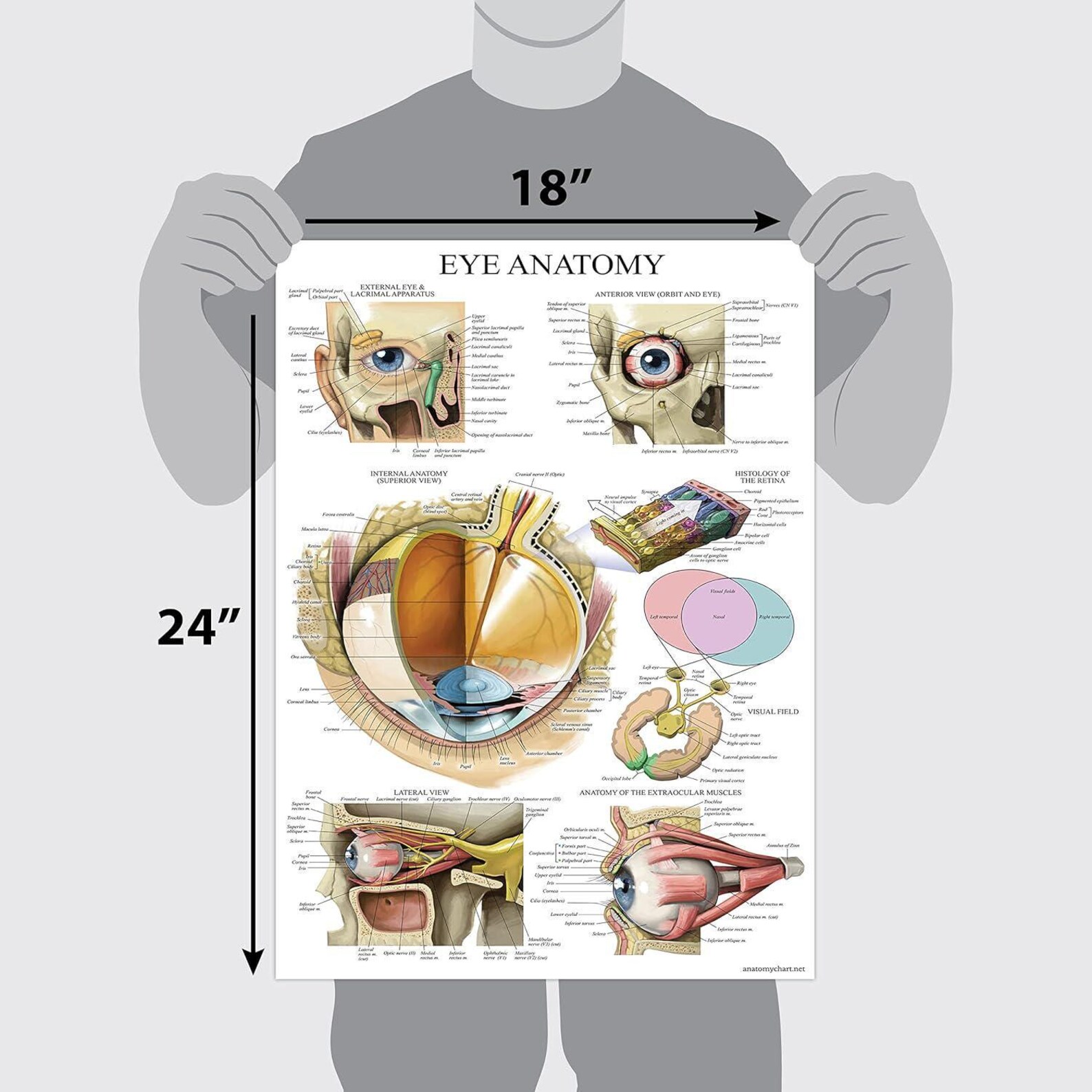 LAMINATED Eye Anatomical Poster - Human Eye Anatomy Chart - 18" X 24 ...