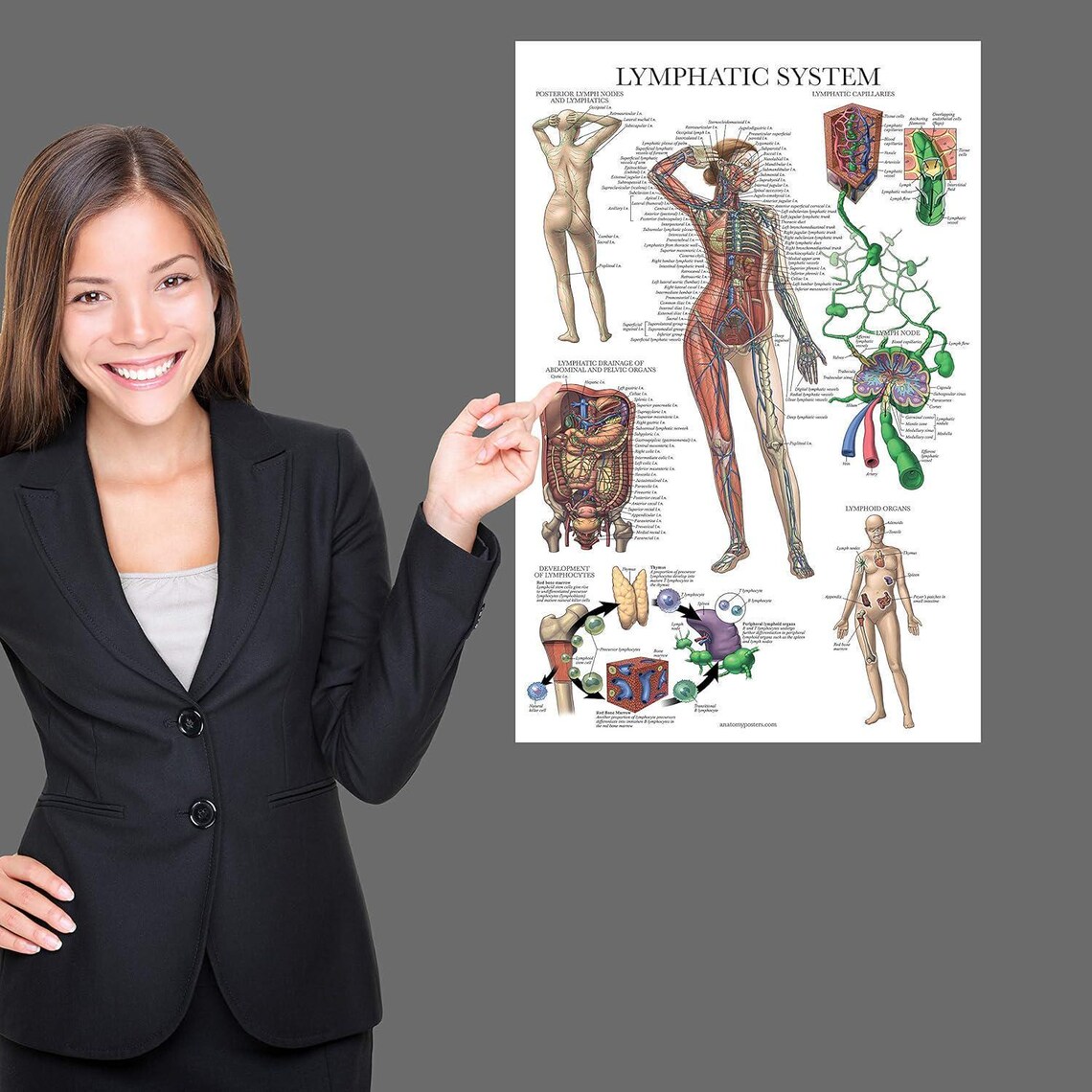 10-pack Anatomical Poster Set - Laminated - Muscular, Skeletal ...