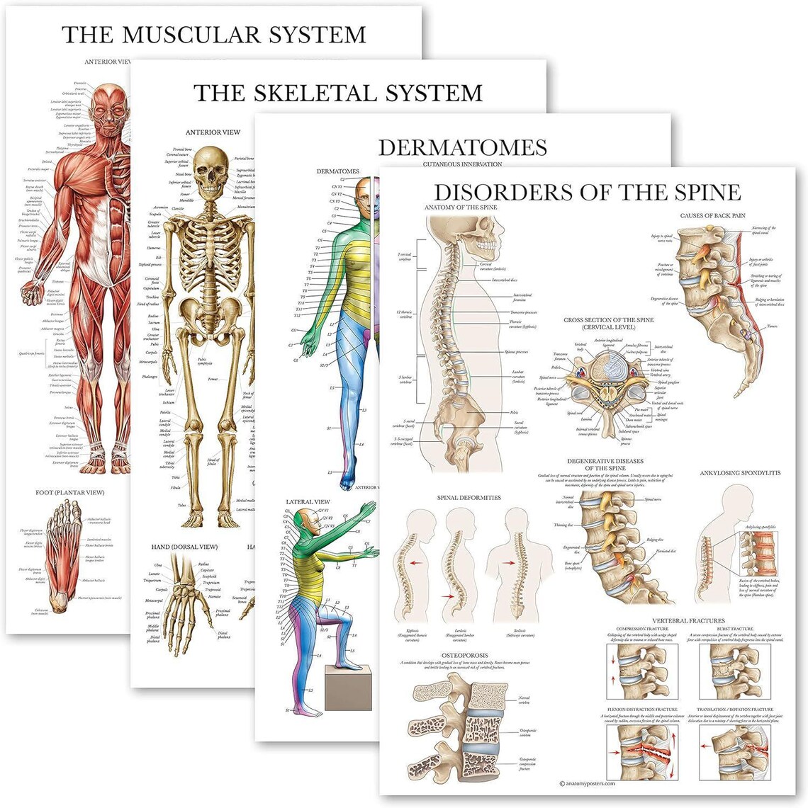 4-pack Anatomical Poster Set - Muscular, Skeletal, Dermatomes ...