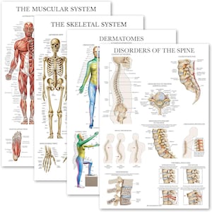 4-pack Anatomical Poster Set - Muscular, Skeletal, Dermatomes ...