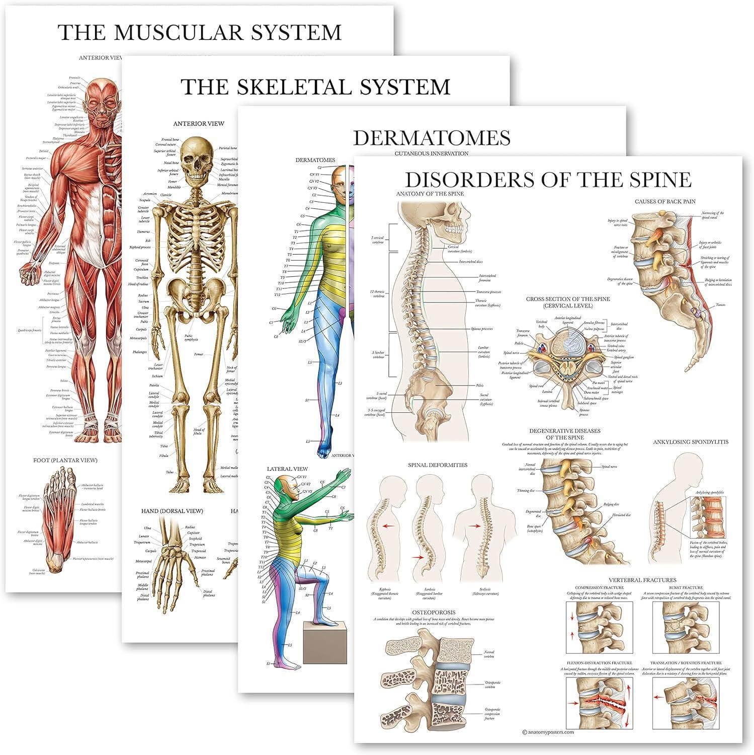 4-pack Anatomical Poster Set - Muscular, Skeletal, Dermatomes ...