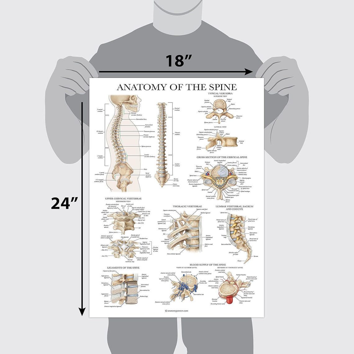 Palace Learning Anatomy of the Spine Poster - Laminated Spinal ...