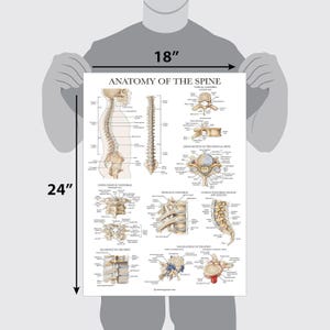 Palace Learning Anatomy of the Spine Poster - Laminated Spinal ...