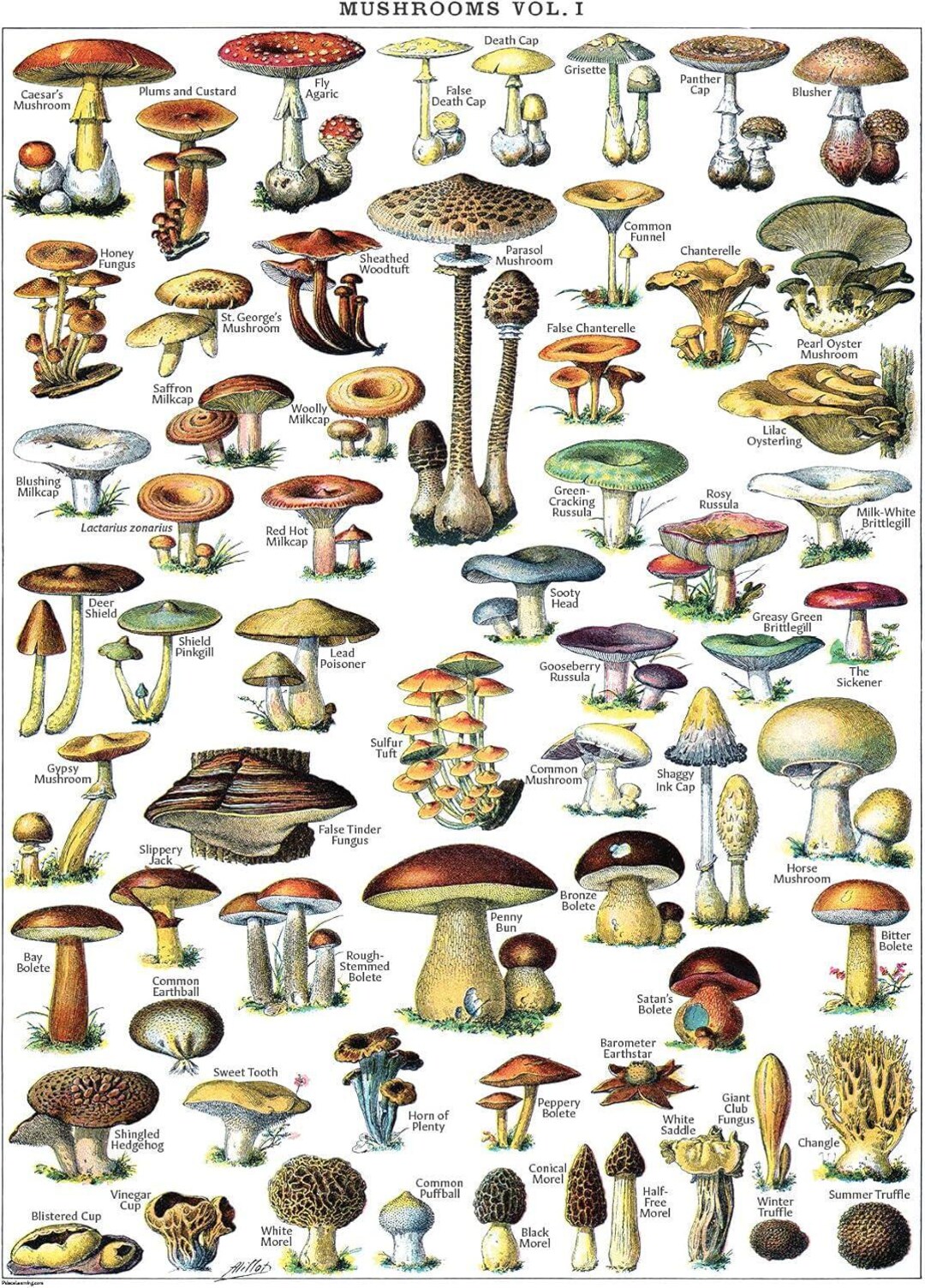 Vintage Mushroom Poster Print - Mycology & Fungi Botanical ...