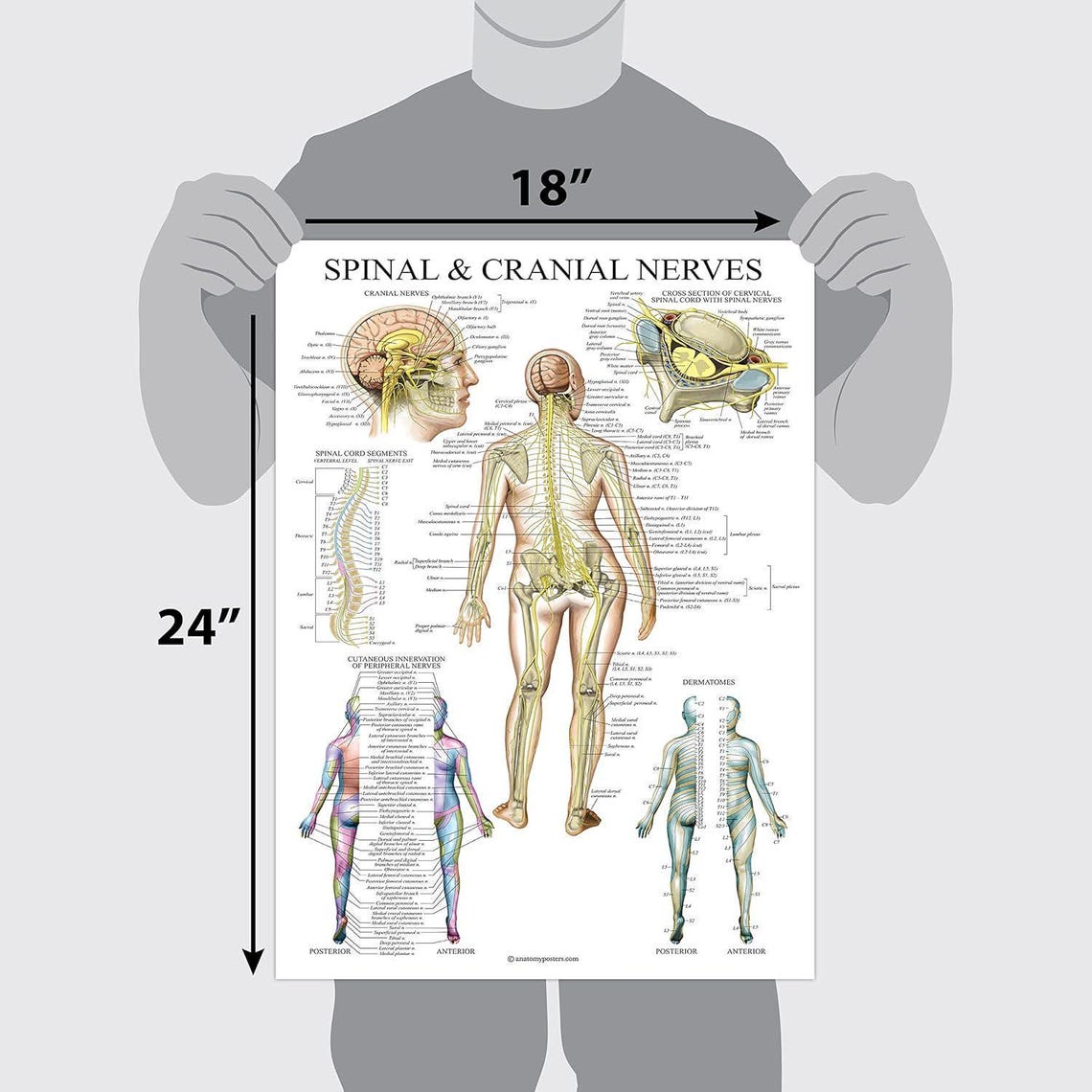 Spinal Nerves Anatomical Chart - Spine and Cranial Nervous System ...